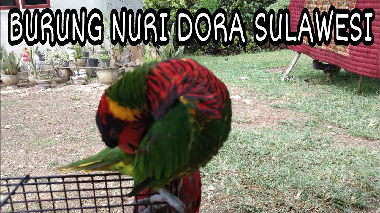 Nuri dora asli sulawesi - YouTube