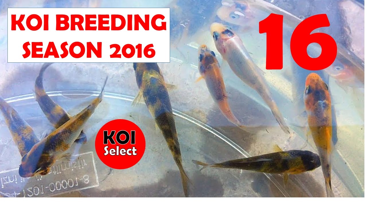 Koi Breeding Season 2016 - (episode 16 -show and utsuri 1 month old ...
