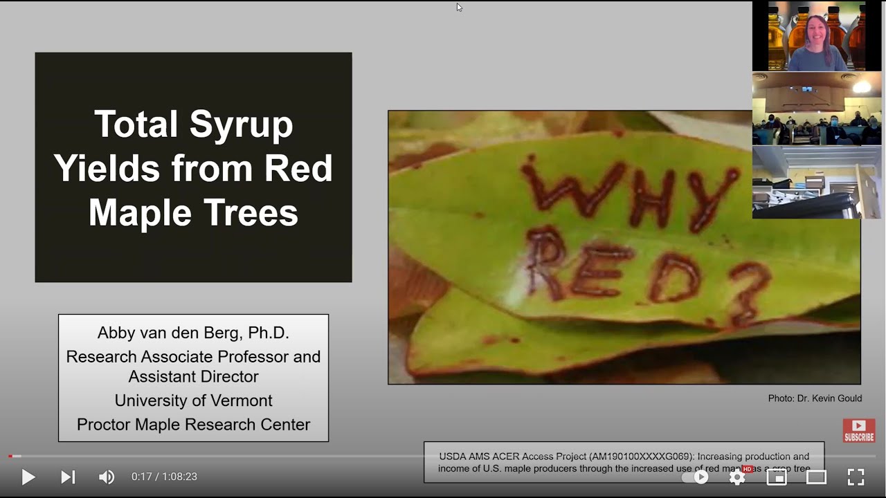 Total Syrup Yields from Red Maple Trees - YouTube