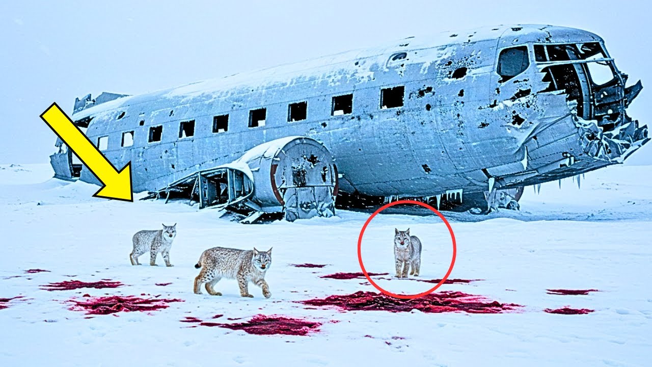 Scientists Found a Plane Frozen in Ice—What They Discovered Inside Left ...