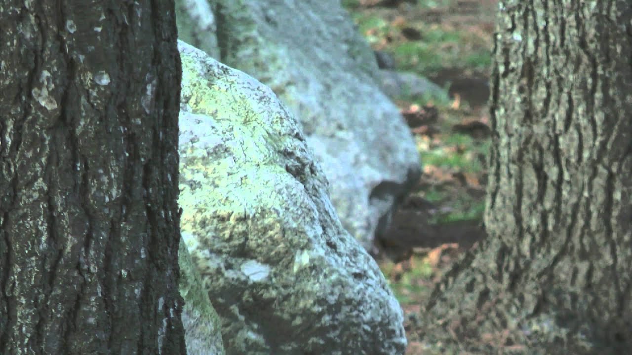 Random Scenery Fun - YouTube