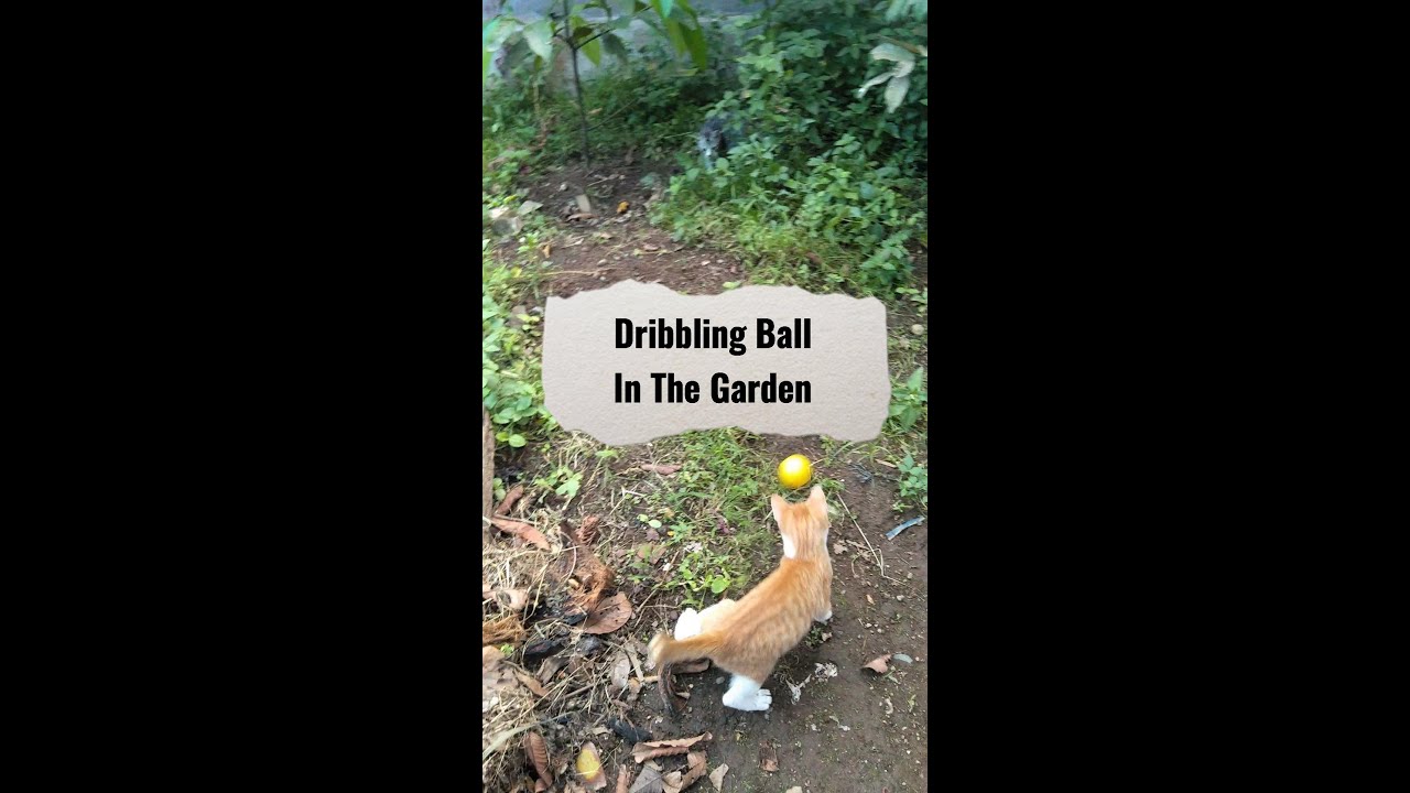 A cute cat is dribbling a ball in the garden #funnycats - YouTube