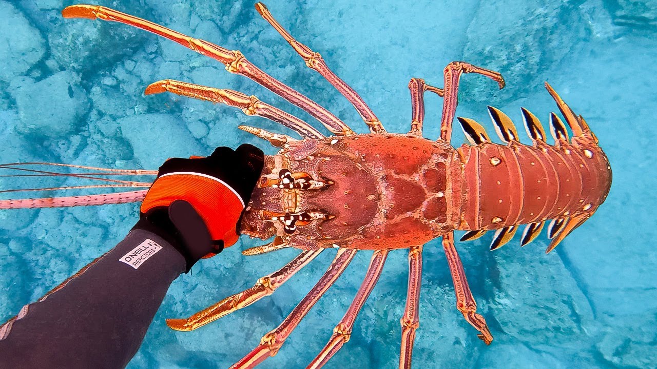 GIANT LOBSTER HUNTING In The Caribbean With Family and Friends - YouTube