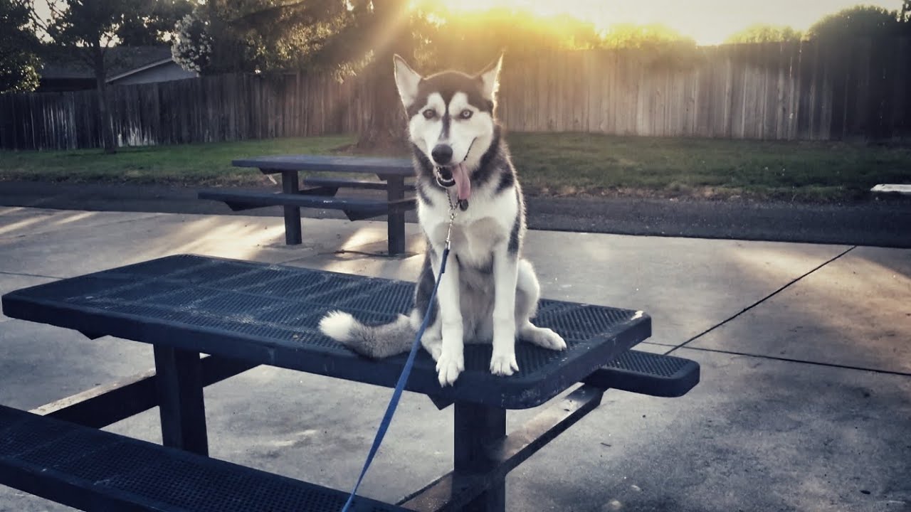 6MO OLD SIBERIAN HUSKY 'SHILOH', 2 WEEK BOARD AND TRAIN PROGRAM - YouTube