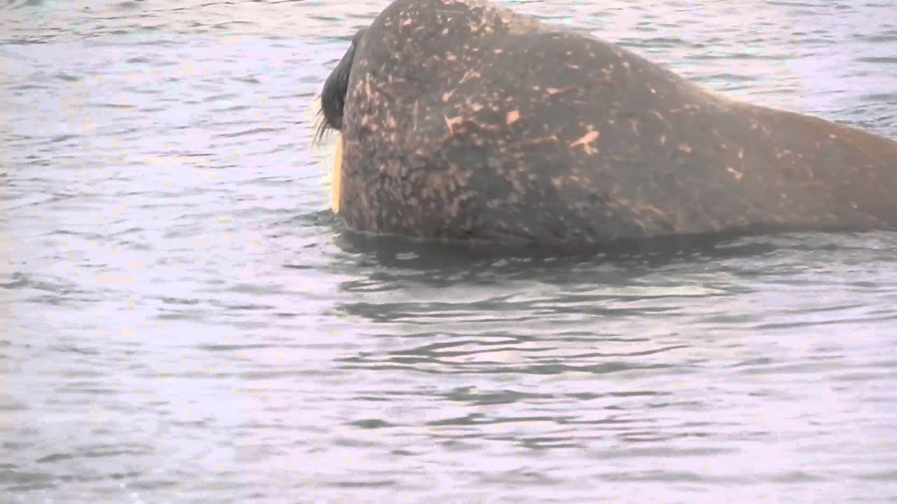 Walrus Playing in the Sea - YouTube