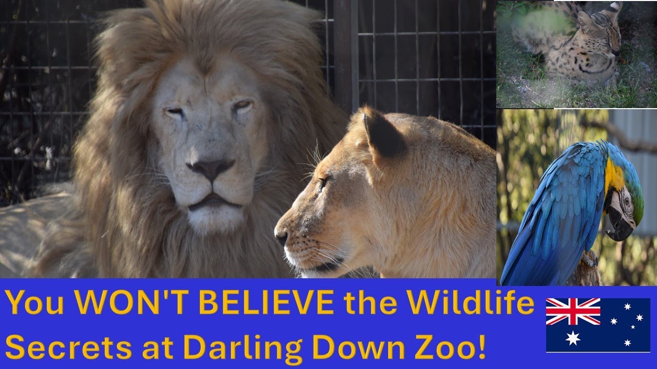 MIND-BLOWING Wildlife Encounters at Darling Down Zoo! - YouTube