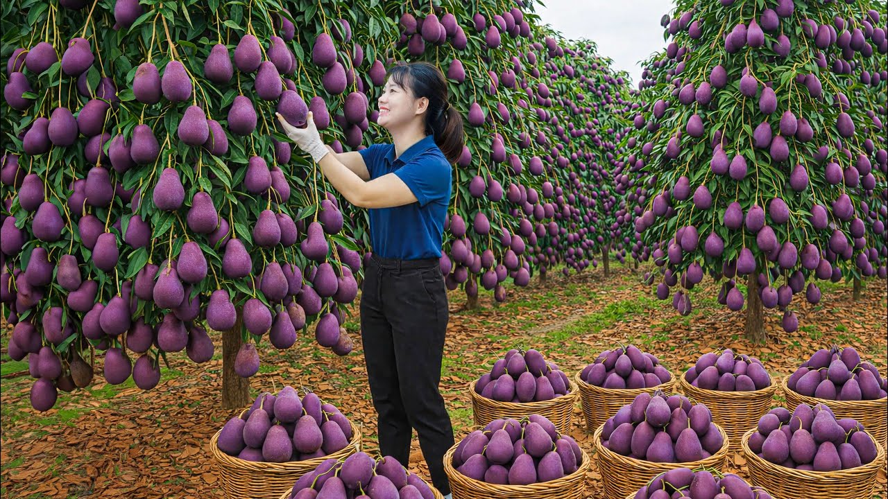 Harvesting Rare Purple Pear to Sell - Spicy and Sour Crispy Pear Salad ...