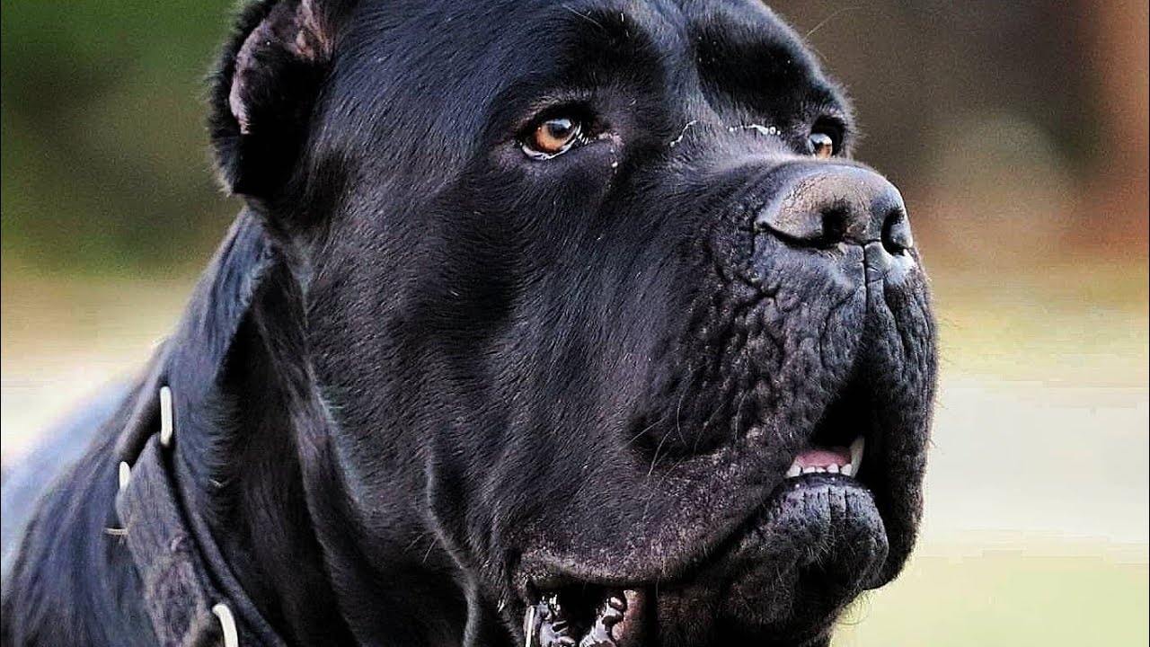 Why I Rehomed my biggest Cane Corso - YouTube