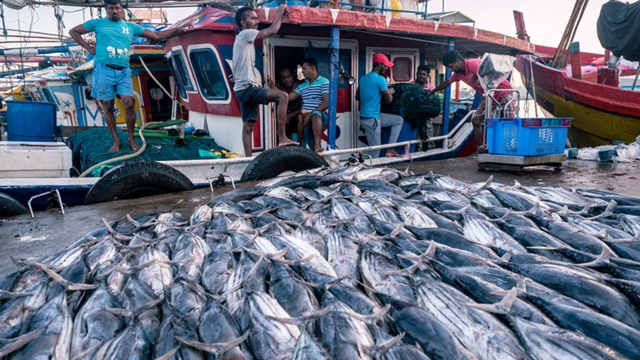 Unloading Fish From Long Day Ships At Beruwala - YouTube