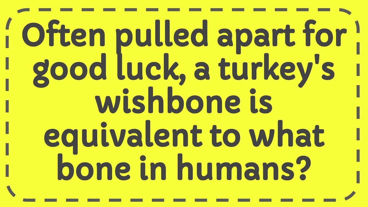 Often pulled apart for good luck, a turkey's wishbone is equivalent to ...