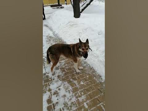 Дворняжка с намордником - YouTube