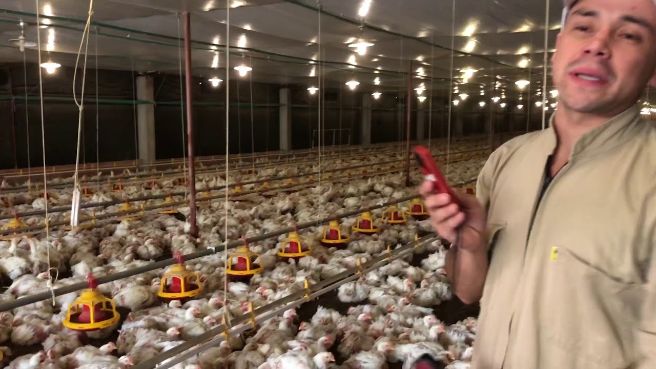 Ambiente controlado Alphex - YouTube