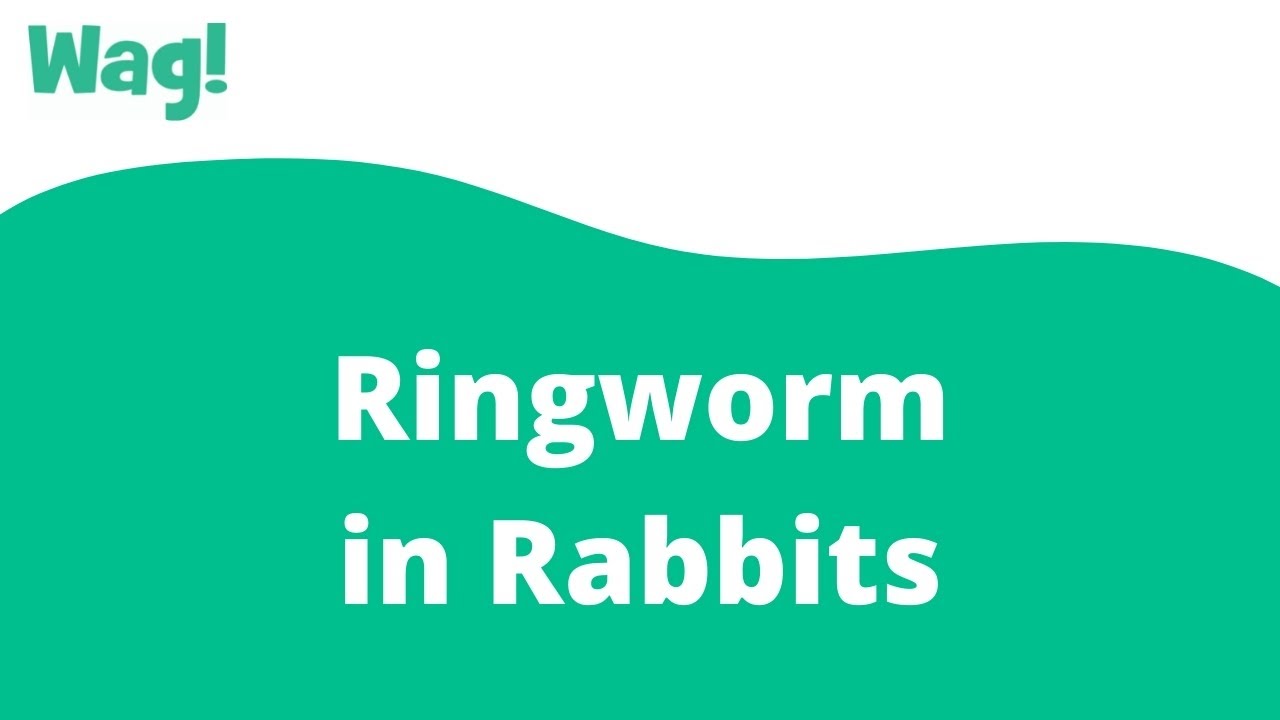 Ringworm in Rabbits | Wag! - YouTube