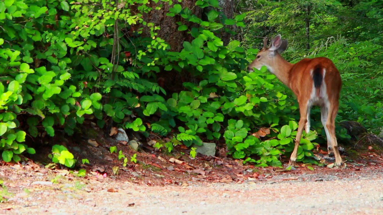 venado comiendo - YouTube
