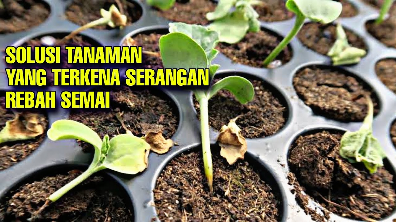 Solusi tanaman yang terkena serangan Rebah semai - YouTube