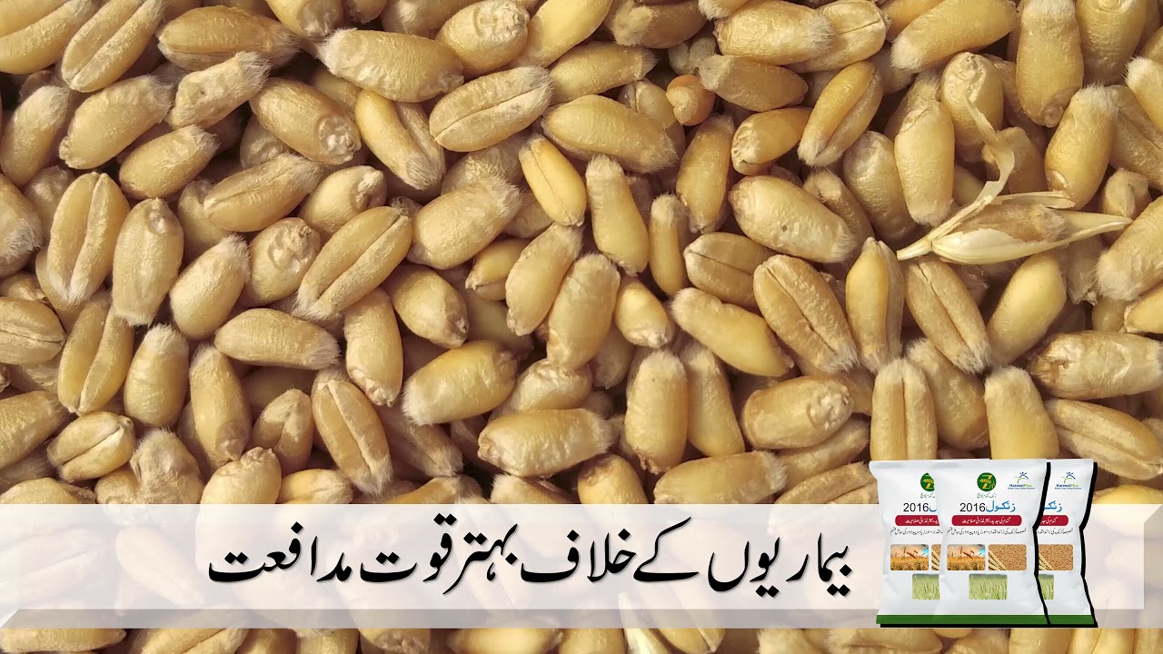 Zincol 2016 - Zinc Enriched Wheat Variety | HarvestPlus Pakistan - YouTube