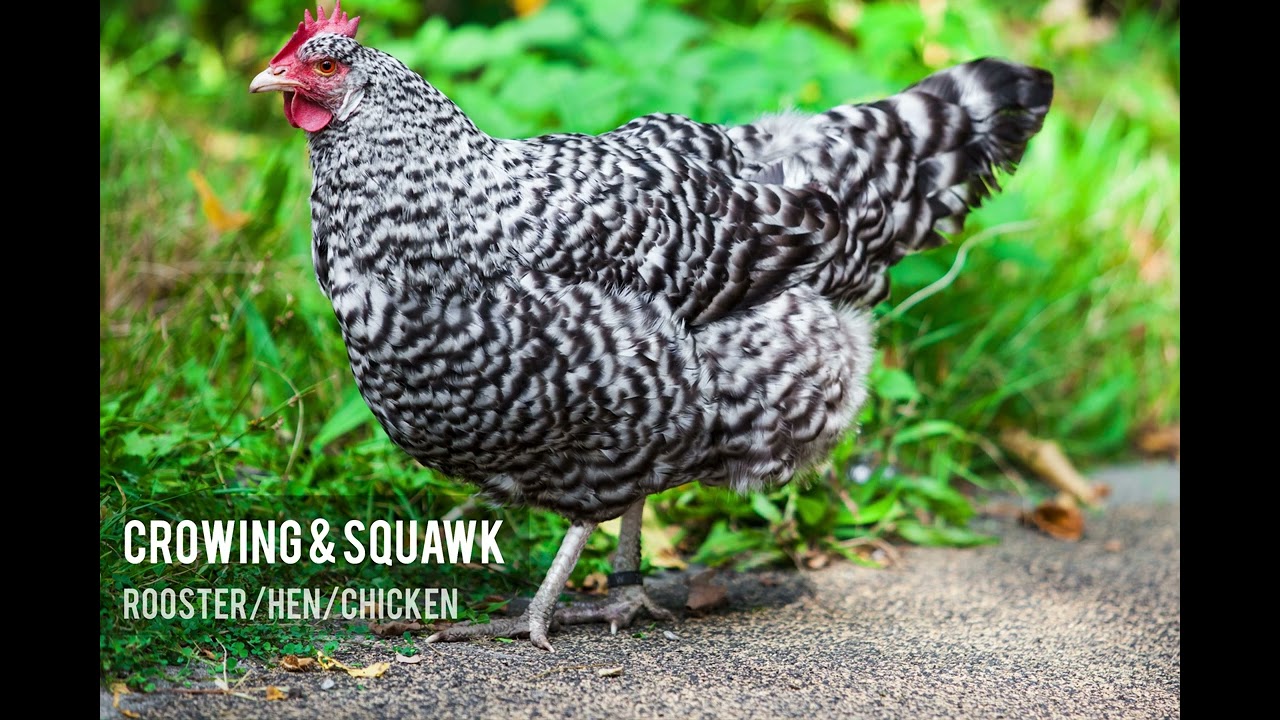 Rooster Crowing Hen Squawk Chicken Sound - YouTube