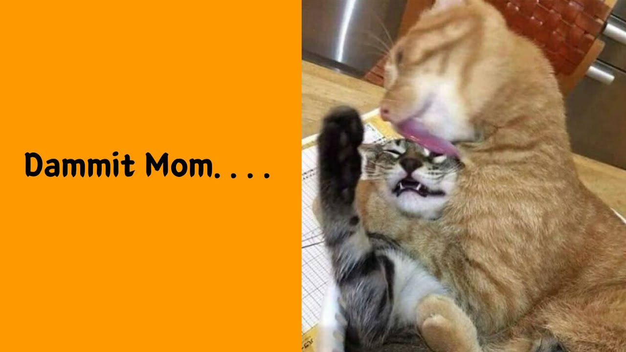 Meet The 50 Most ‘Cursed’ Cats Who Are Total Chaos Agents - YouTube