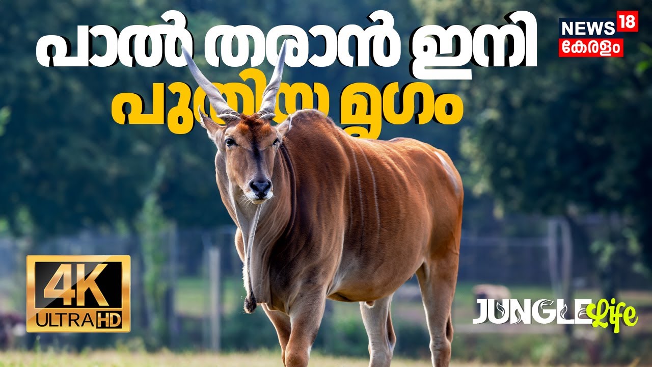 പാൽ തരാൻ ഇനി പുതിയ മൃഗം | Jungle Life | Eland | Incredible Wildlife in ...