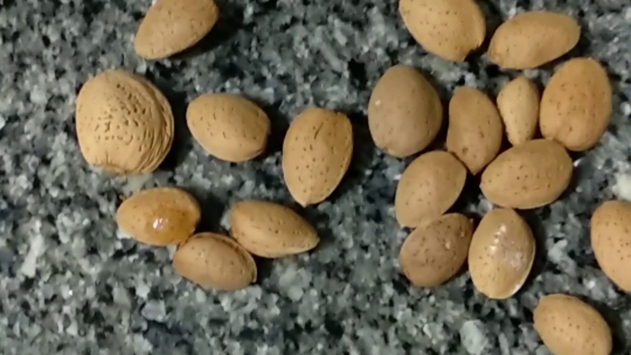 COMO GERMINAR SEMILLAS DE ALMENDRO (VERSIÓN DETALLADA) - YouTube