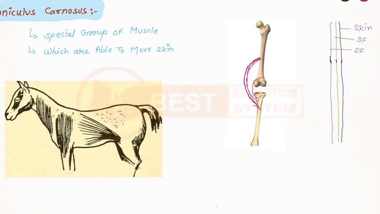 Panniculus Carnosus Muscle - YouTube