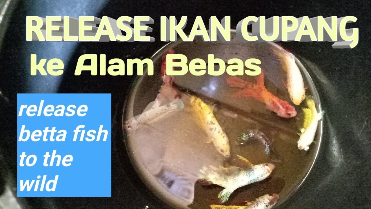release betta fish to the wild | Melepas ikan Cupang ke alam Bebas | Salam lestari - YouTube