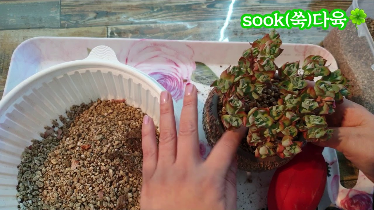 식물이좋아요인기동영상숙다육티비다육식물 다육이키우기 다육이들 다육이 多肉植物 Succulents 초보다육 힐링