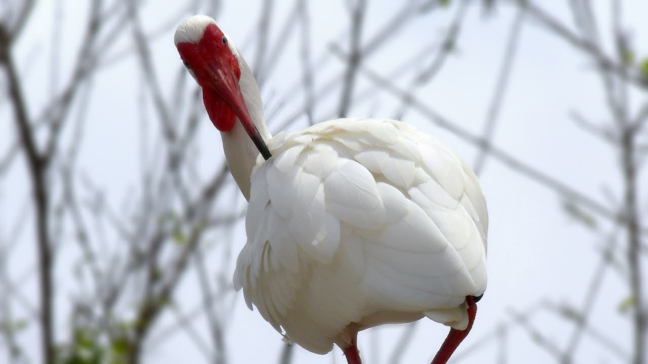 American White Ibis preening itself at Disney World (Eudocimus albus ...