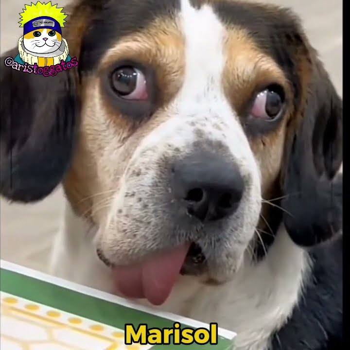 Marisol #michi #memes #gatos #funnymemes - YouTube