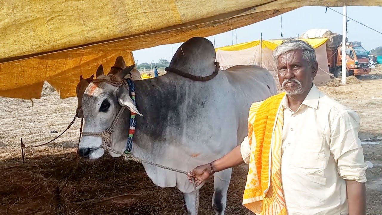 bahubali bull-bahubali bull race-ongole bull video-maldakal bulls race ...