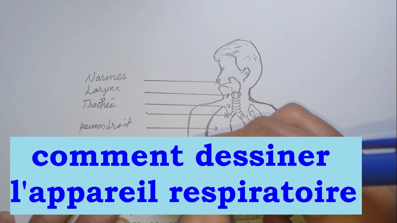 Anatomie du système respiratoire (dessin) - YouTube