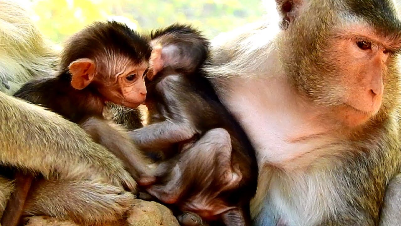 Oooh So Cute Adorable Vienna and Braven Baby Monkeys! So Lovely! - YouTube