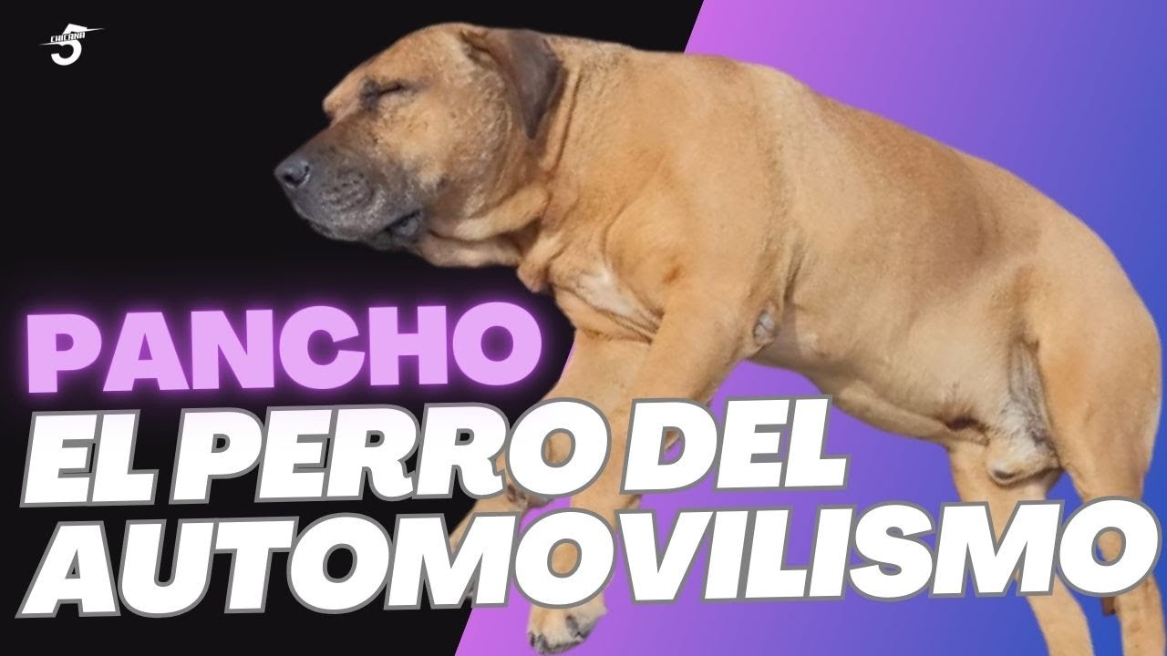 Pancho: La historia del perro que elige vivir en un autódromo - YouTube
