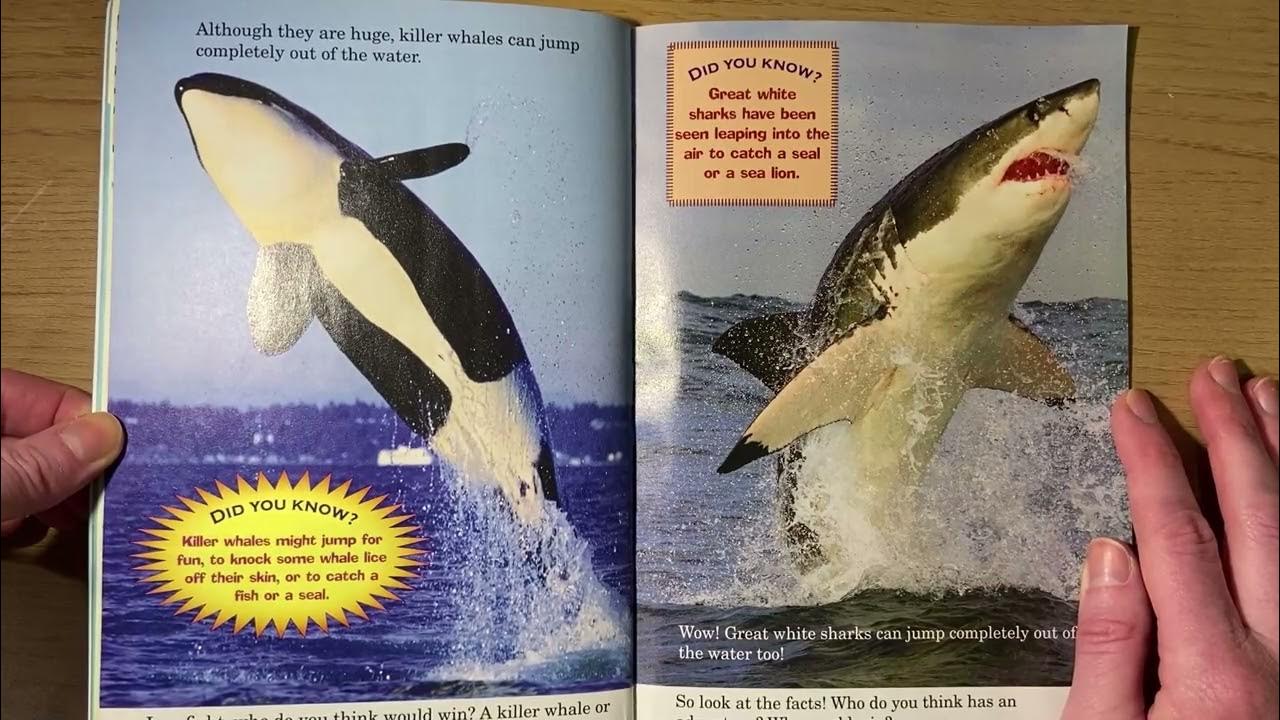 Who Would Win Killer Whale vs Great White Shark - YouTube