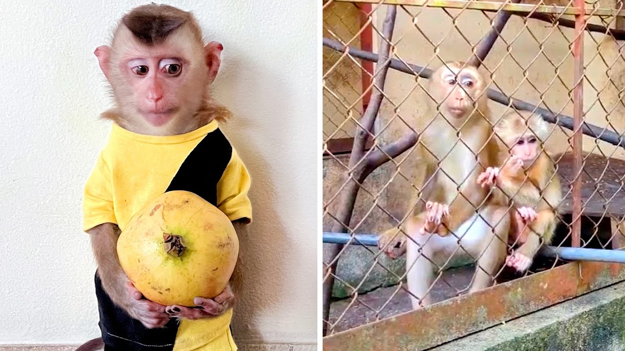 Kiwi's love for Kaka and Mit - YouTube