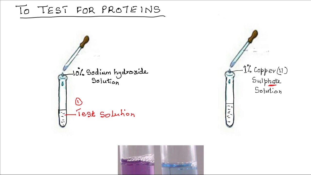 Food Test for Proteins - YouTube
