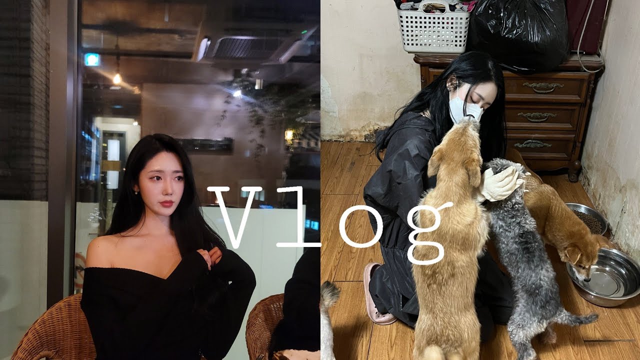 백수 Vlog 연말 선물 주고받기 유기견봉사 술먹고 하루필름은 필수코스 포차에서 과메기에 소주먹는 음주로그 일상
