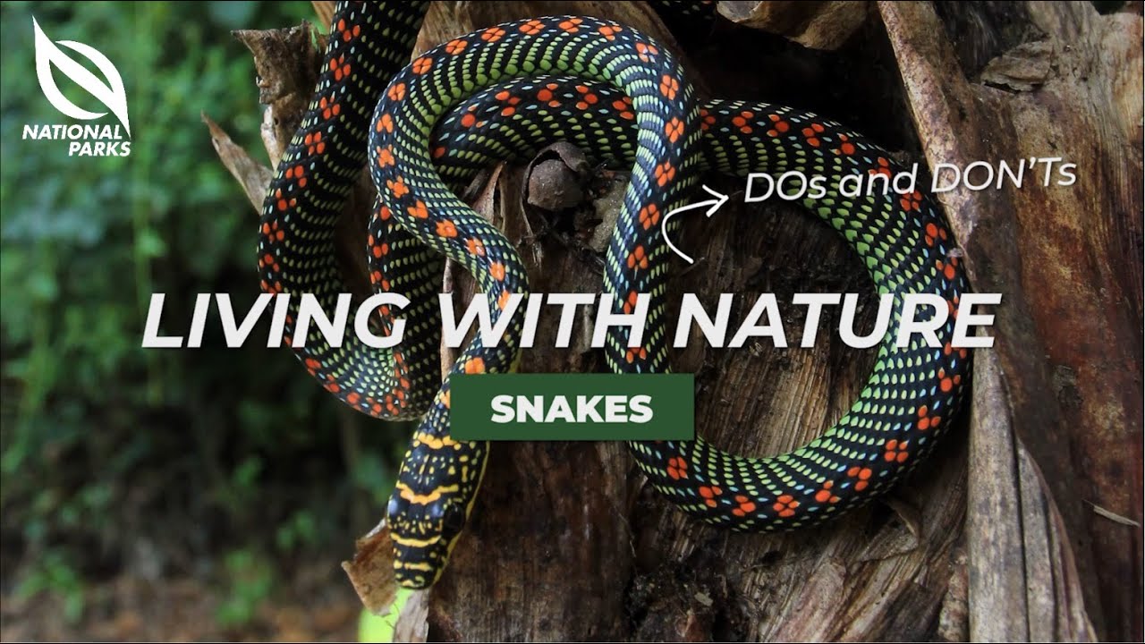 NParks Wildlife Advisory: Snakes - YouTube