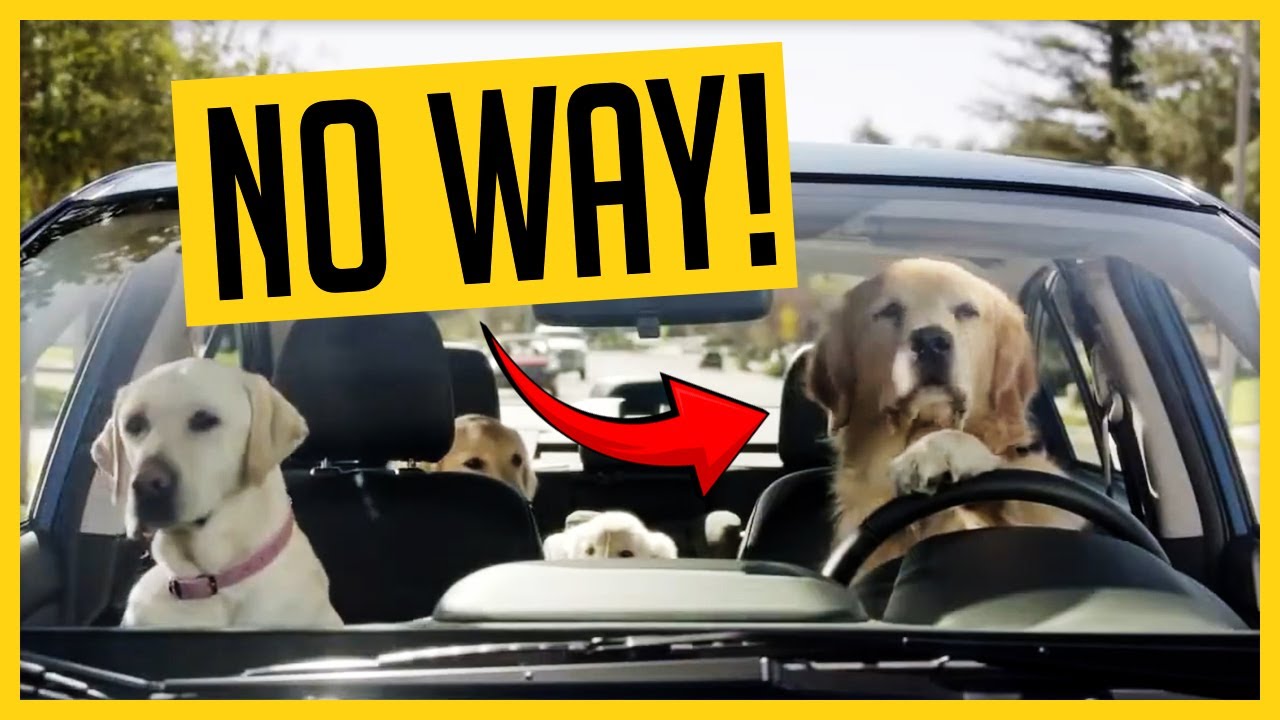13 Too Cute! Subaru Dog Commercials - YouTube