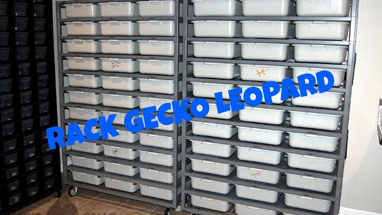Rack gecko léopard - YouTube