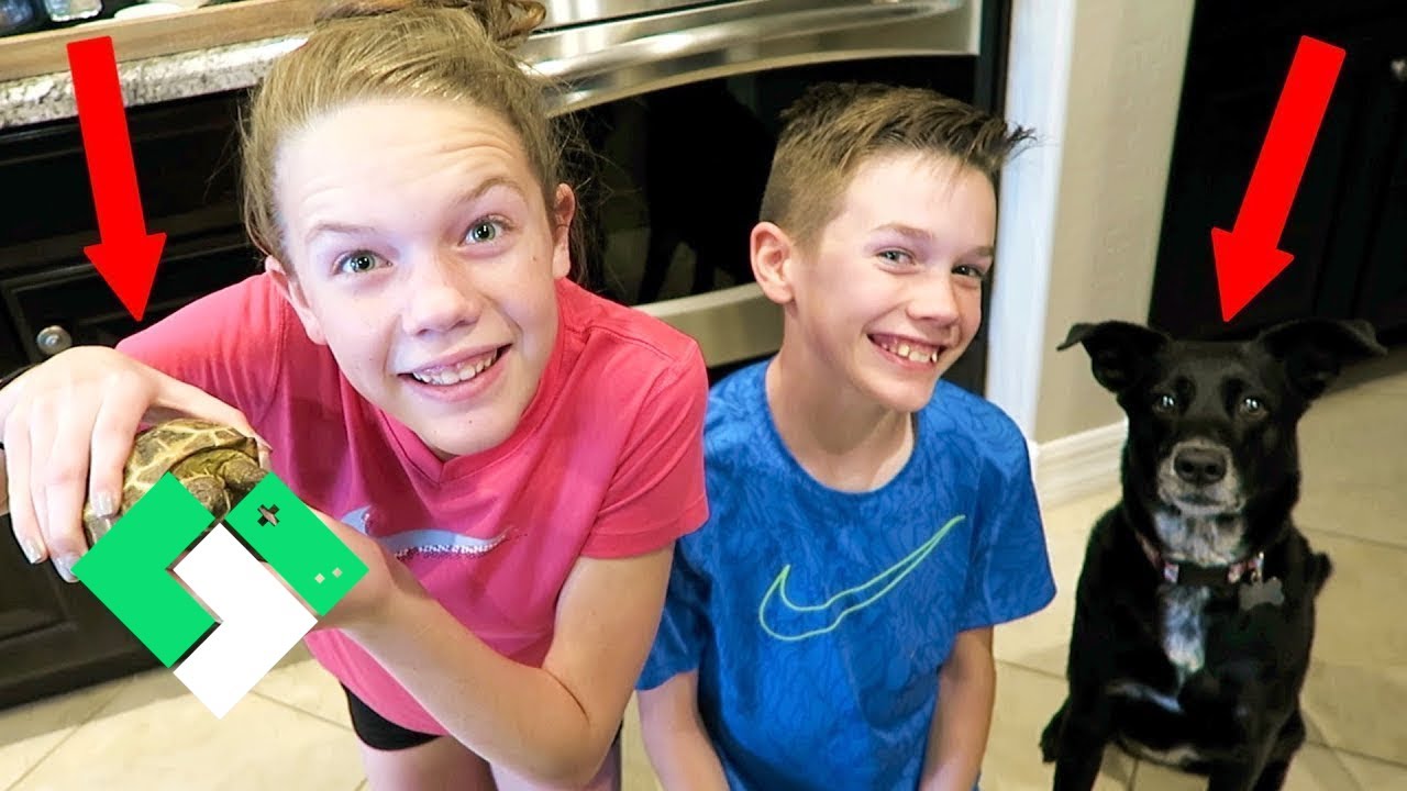 🌮🐶🐢 Family Pets Eat Tacos for Taco Tuesday! | Clintus.tv - YouTube