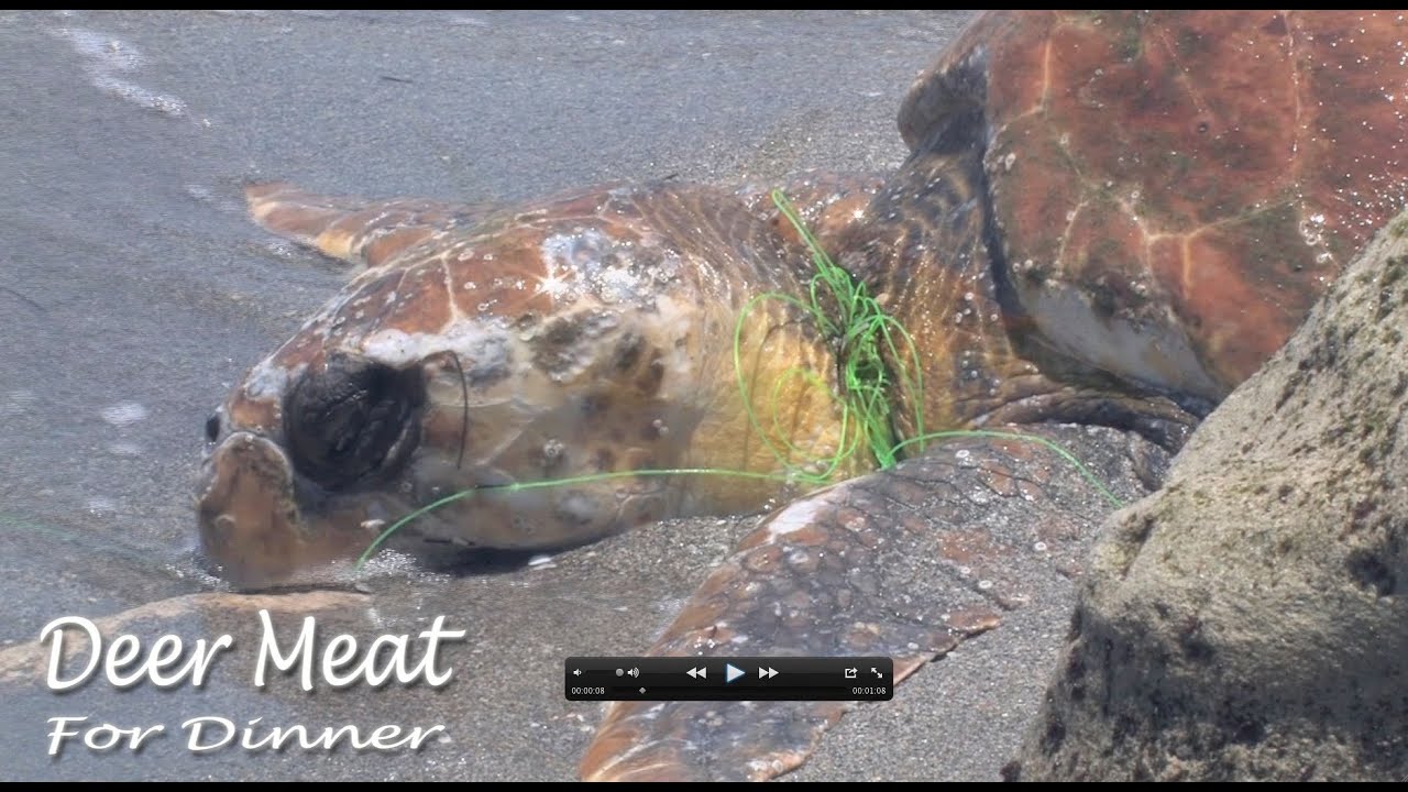 Large Sea Turtle, choked to death! - YouTube
