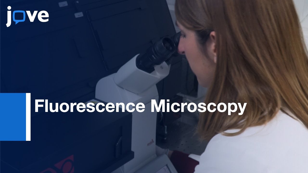 Fluorescence Microscopy for Analysis of the Membrane Receptors ...