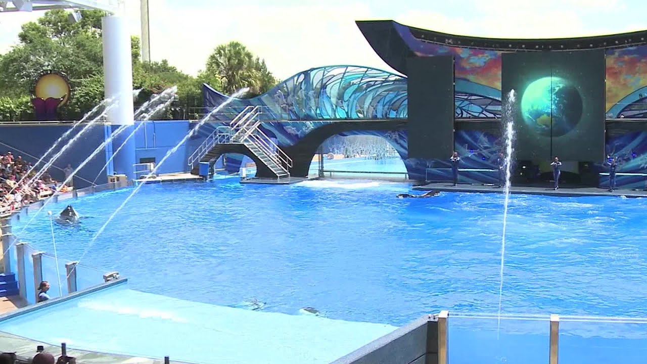 SeaWorld, Busch Gardens Tampa reopens with new restrictions - YouTube