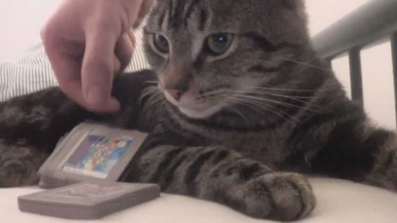 Do Cats Like... - Game Boy Games? - YouTube