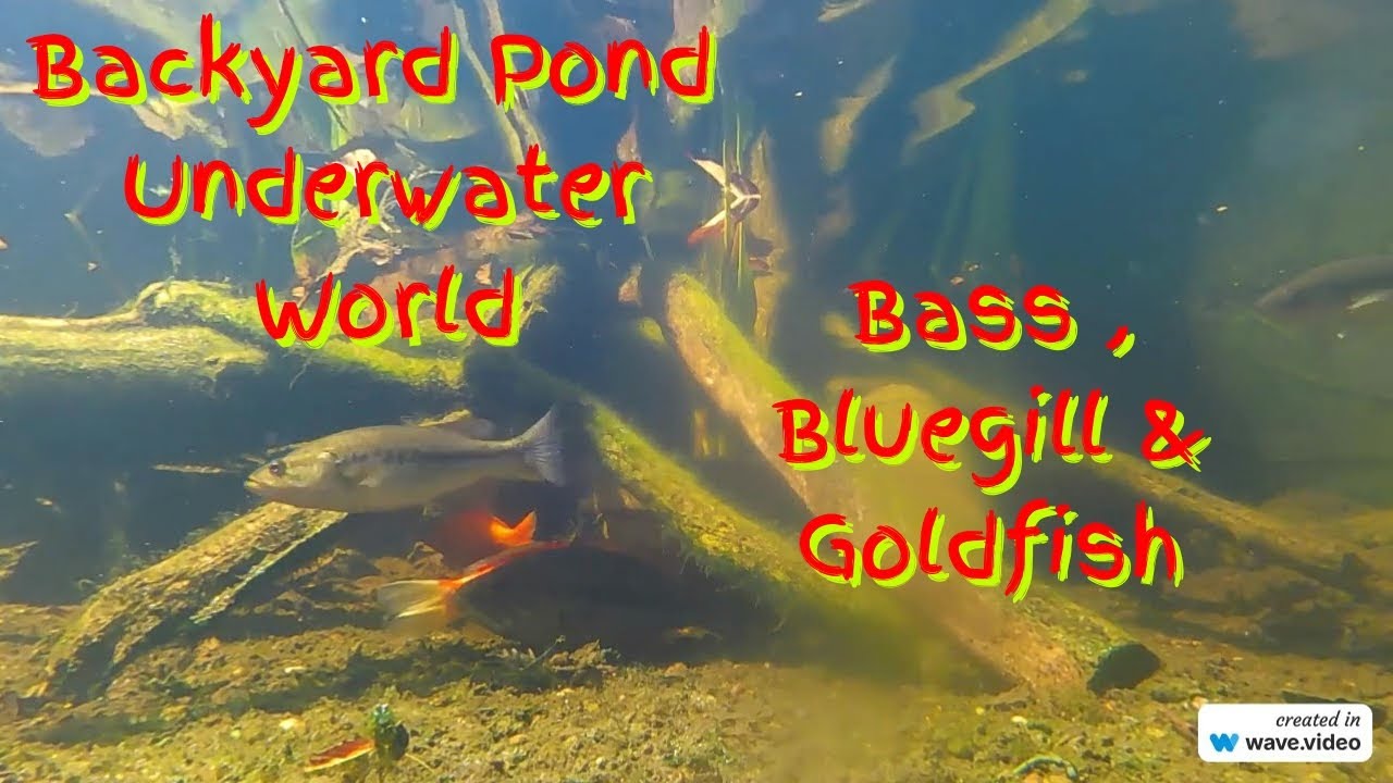 Fish Pond Underwater Footage Of Our Pet Bass , Bluegill & Goldfish # ...