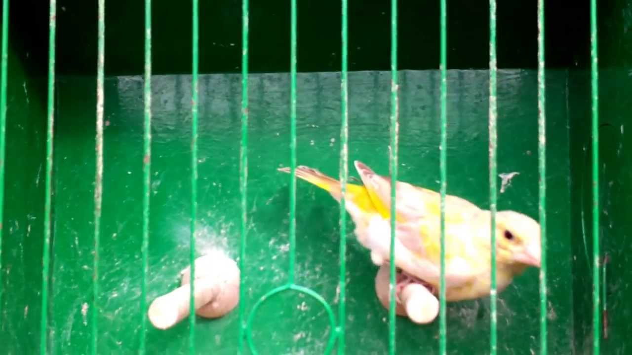 Mutation greenfinch 2013 - YouTube