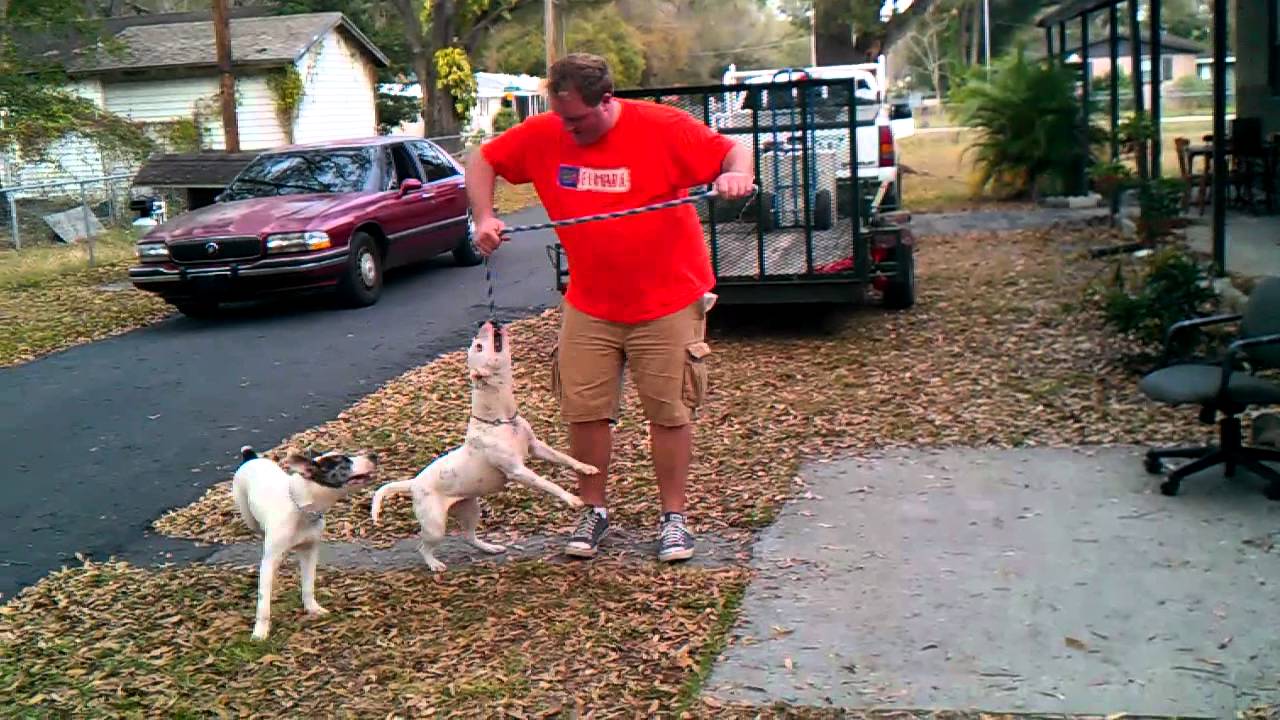 Pit Bull Playing tug of war with a rope, swinging in circles! - YouTube