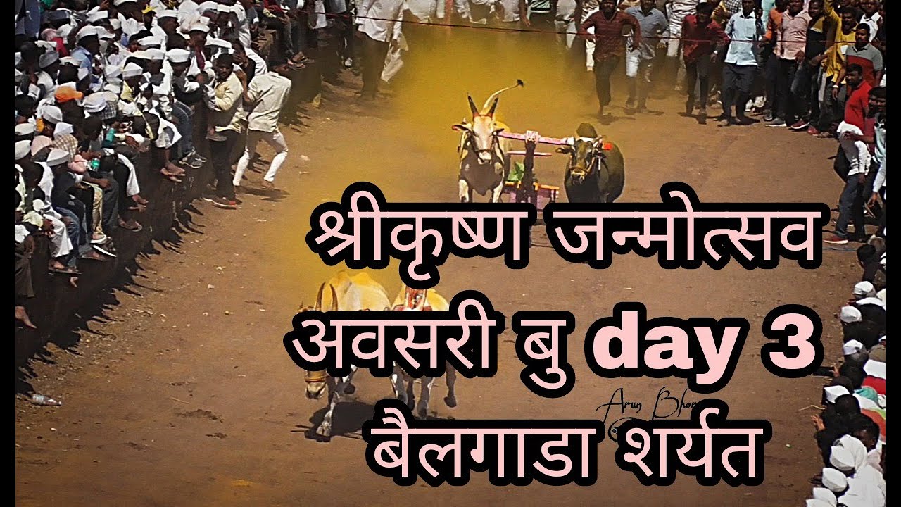 bailgada sharyat अवसरी बु day 3 बैलगाडा शर्यत - YouTube