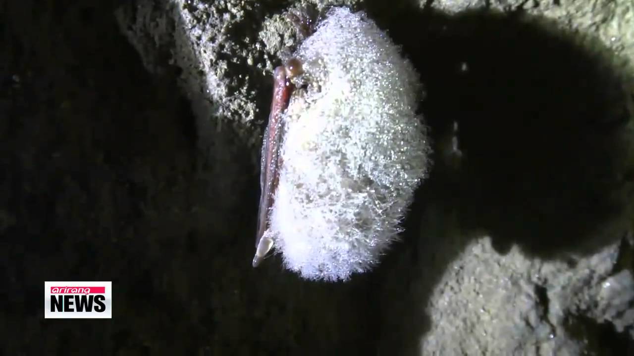 Researchers report first sighting of endangered golden bats in 19 years ...